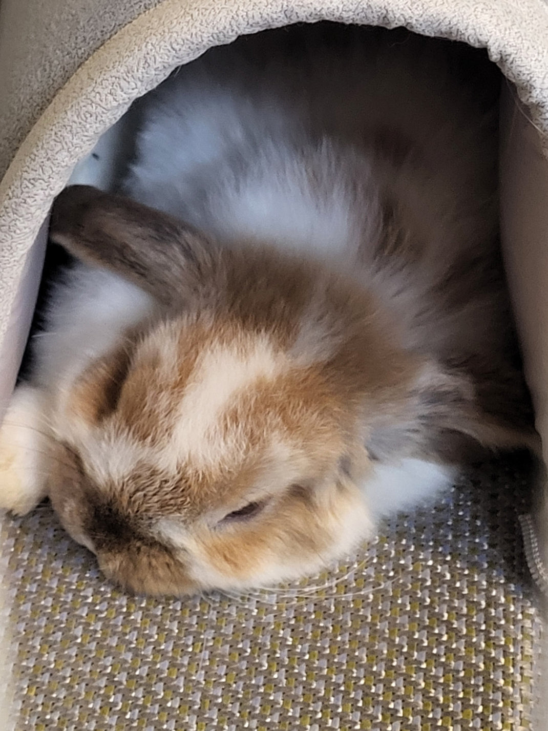 Bunny Business - Premium Rabbit Supplies & Pet Care Products